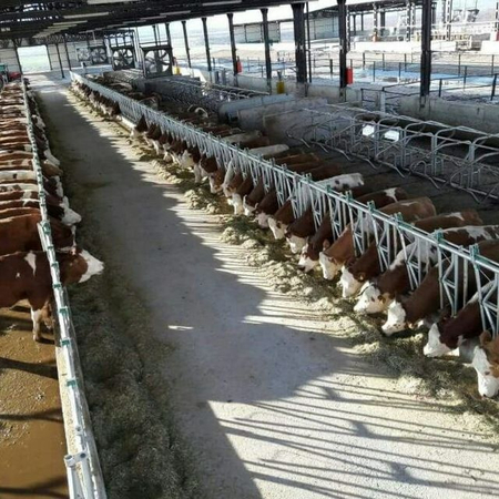 Zamoniy mol ferma quramiz.