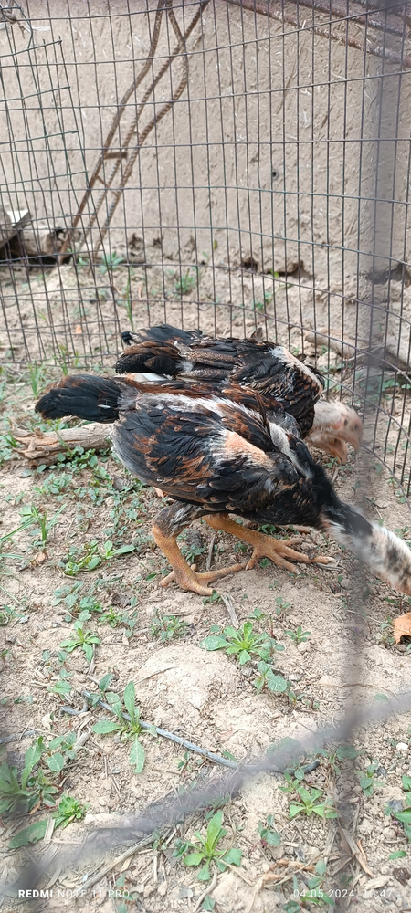 Joja sotiladi zoti toza kòrpschini bollari otasi uchta yutigi bor