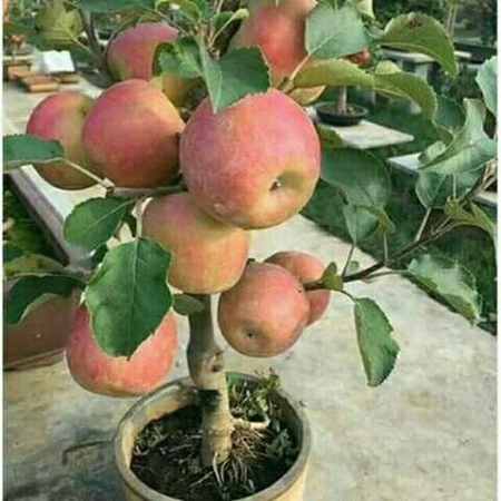 Agronom agro dori Агро лекарства агроном