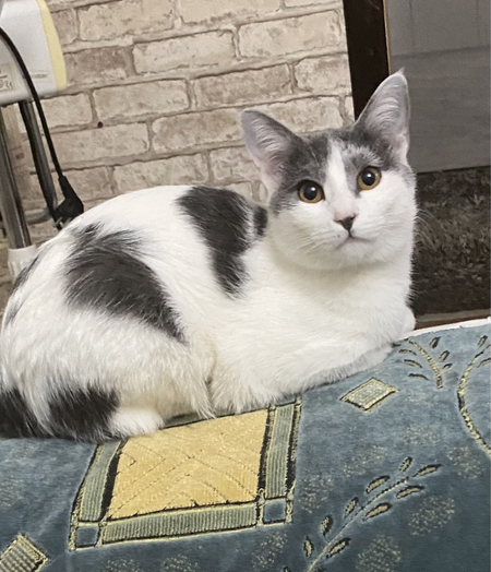 Кошечка 5 месяцев Мисси