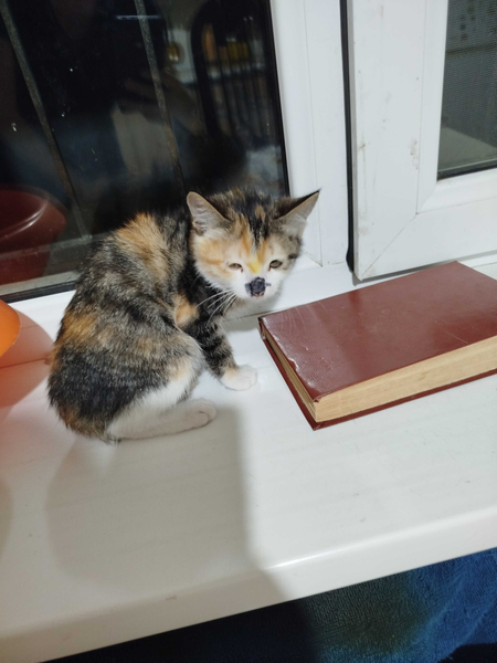 Кошка девочка 2 месяца