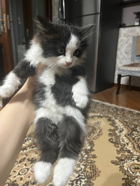 Отдам котенка в добрые руки