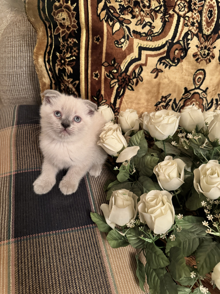 Продаются Шотландские котята вислоушки