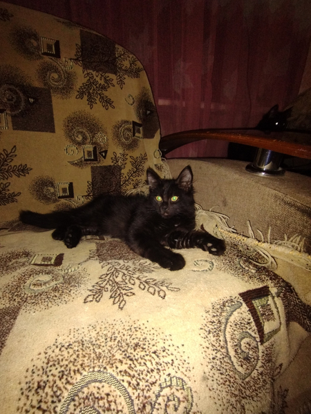 Продается котята породы британский хайленд.