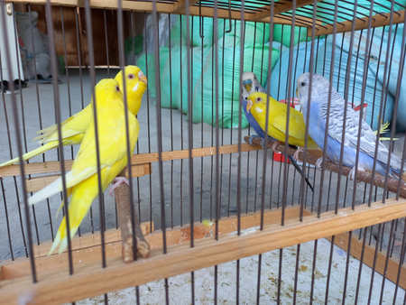 Papugay valnsti +albinos vzrosli 5ta 50.000dan
