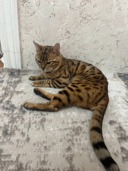Бенгальский кот 2-года