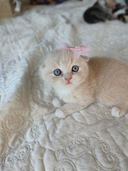 Продаются котята