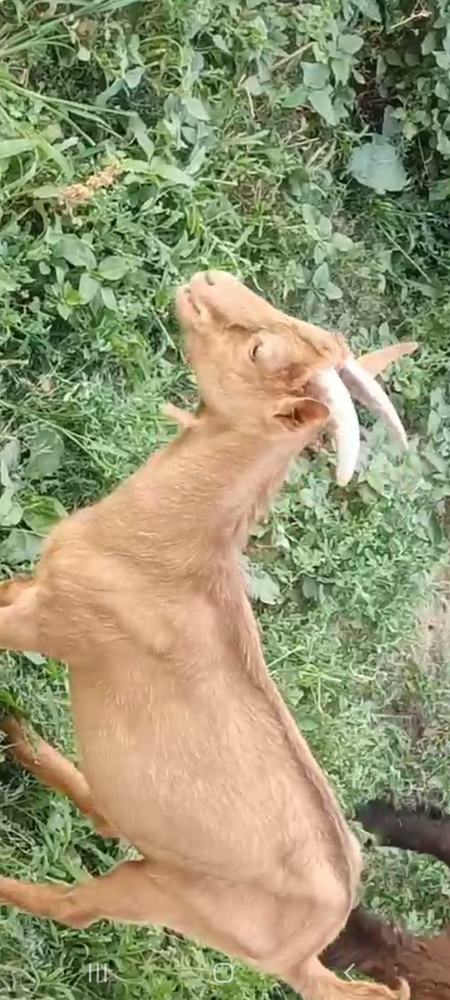Така Эчки сотувда