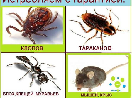 ⁸⁵Сичкон, таракан ва хашаротларни  йукотувчи Pest Reject