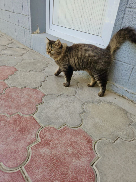 Mushuk sotiladi!