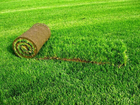 Landshaft gazon palif strishka