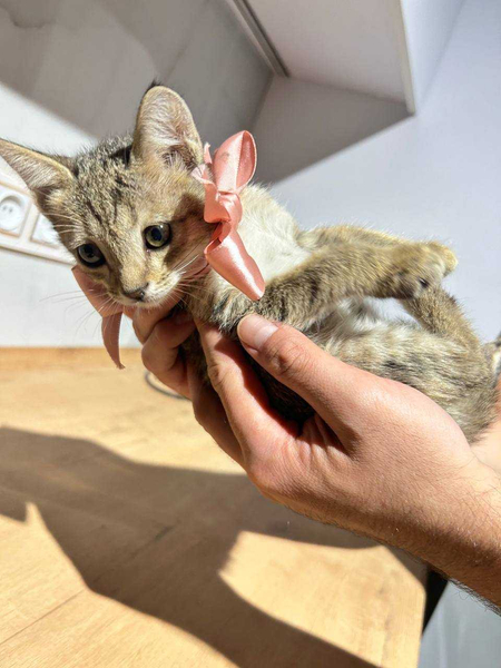 Котята (1,5 месяца) Девочки