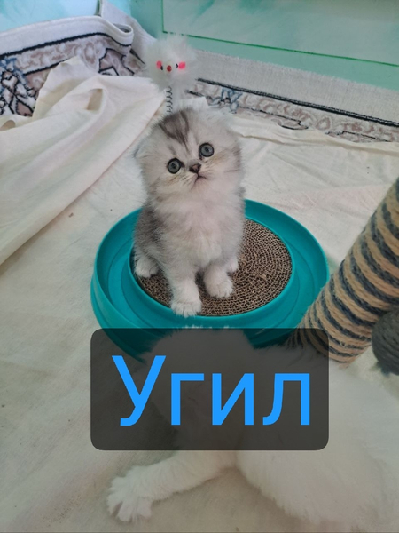 Продаётся Шотландская