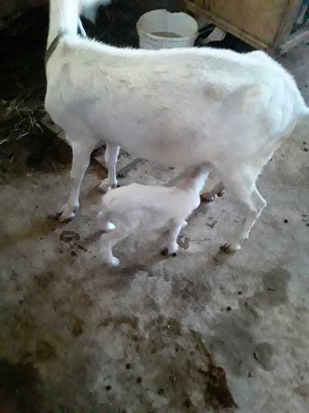 Toza zanin echki