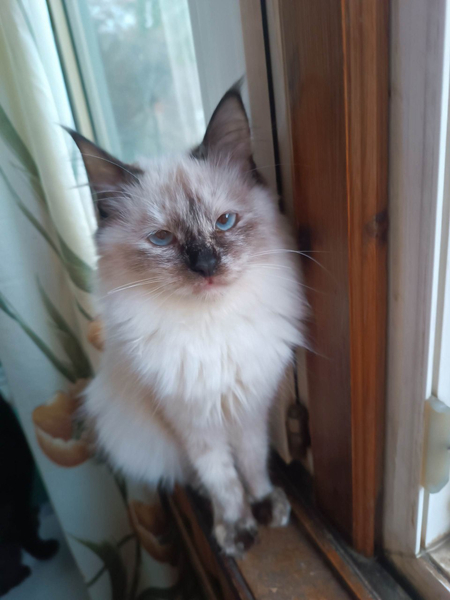 Баленизийская кошка !