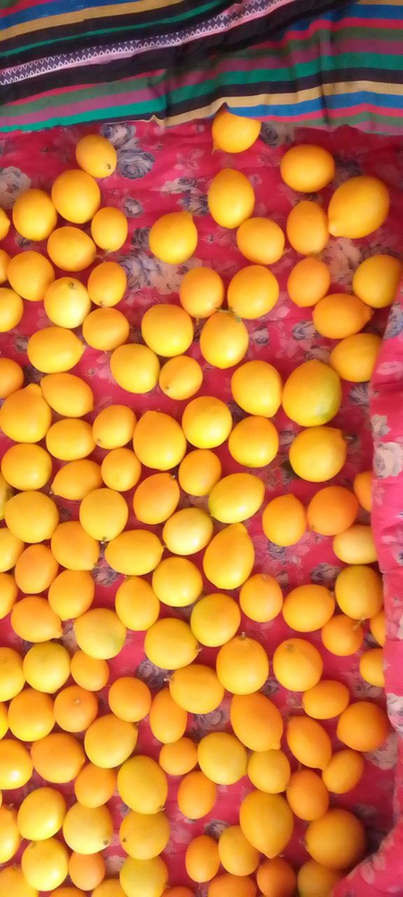 Tezda limon sotaman