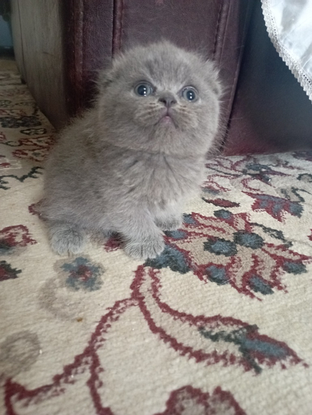 Продаются шикарные котята.