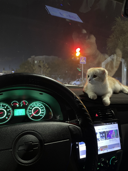 Zoti Scottish fold