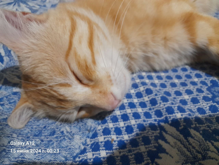 Пристраиваю кота в хорошие руки