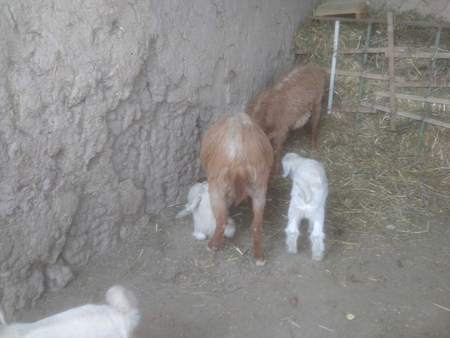 Zanin, Alpin zotli Echkilar
