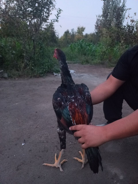 Хороз сотилади май жожаси