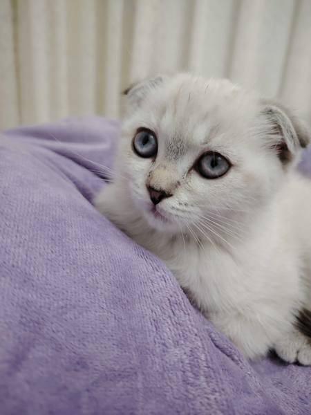 Кот Scottish fold chinchilla