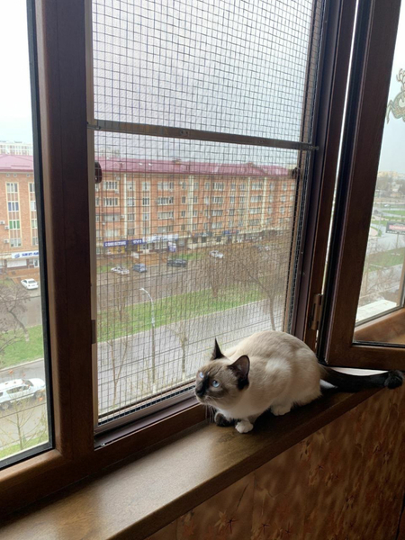 Антикошка на окна