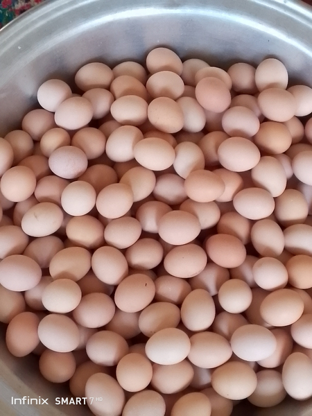 Damashni tuxum sotiladi