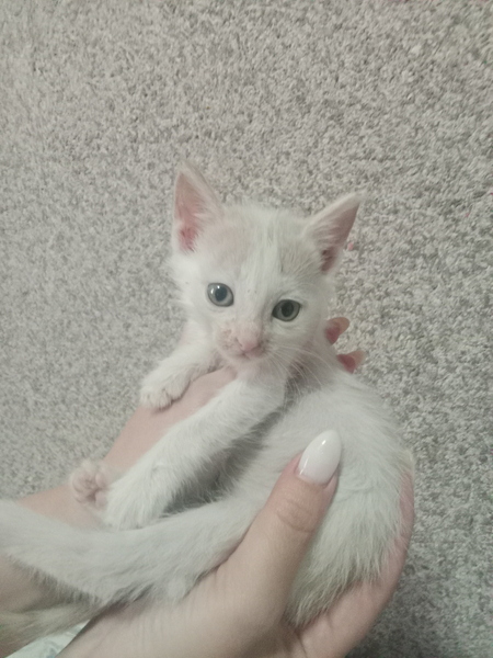 Отдам даром, котят!