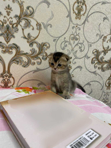 Продается котята шиншилла
