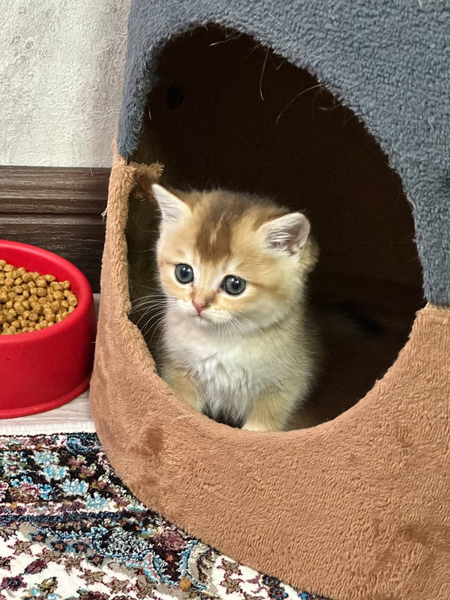 Срочно Продается кошка британская тикированая шиншилла