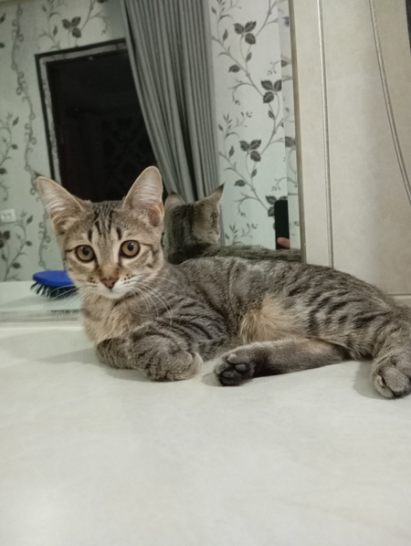 Кошка без плотно домашни лоток знает