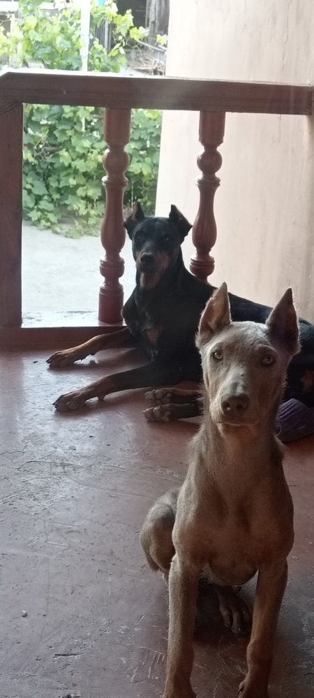 Doberman amerikanskiy