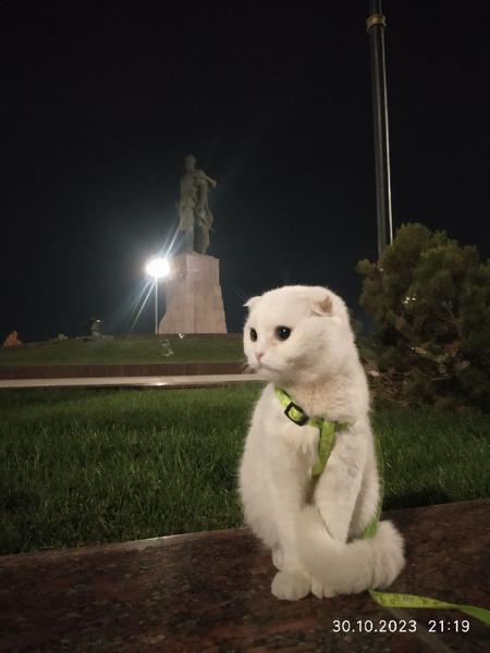 Скоттиш фолд шотландская вислоухая кошка