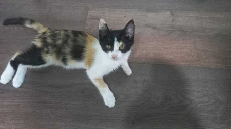 Отдам котят бесплатно