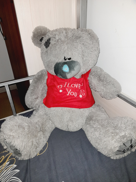 Teddiy ayiq holati yangi