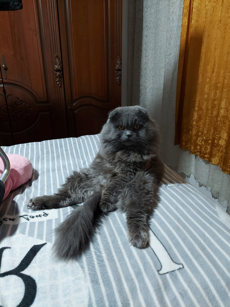 МУШУК СОТИЛМИДИ. Кот не продаётся.