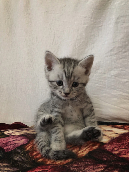 котята скоттиш страйт