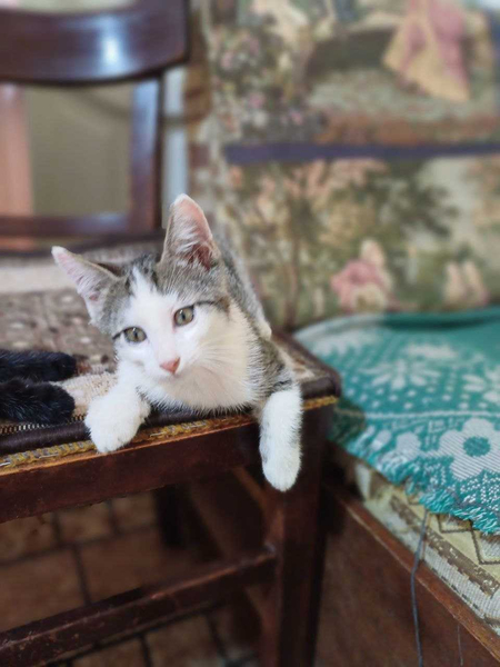 Пристраиваются котята домашние