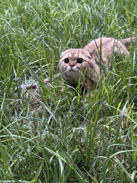 Котенок скоттиш фолд 7 месяц девочка