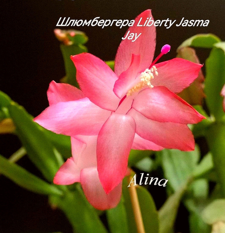 Сортовая шлюмбергера (декабрист) сорт Liberty Jasma Jay