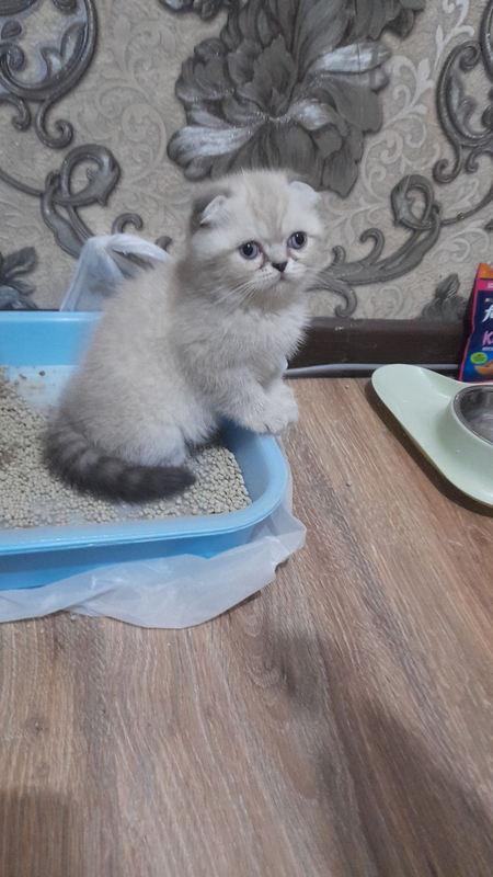 Готова к продаже котята