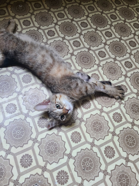 Котенок девочка (ищем доброго хозяина)