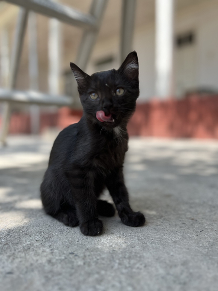 Котёнок, девочка, 2,5 месяца