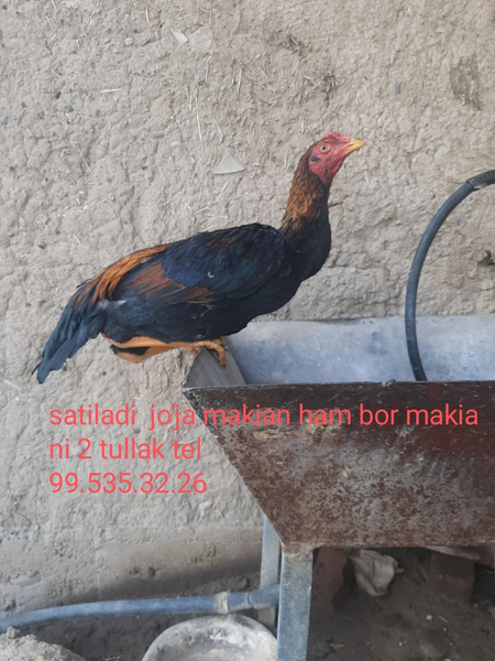 Satiladi jõja makiyoni ham bor