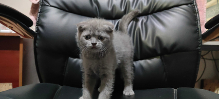 Котёнок Скоттиш Фолд