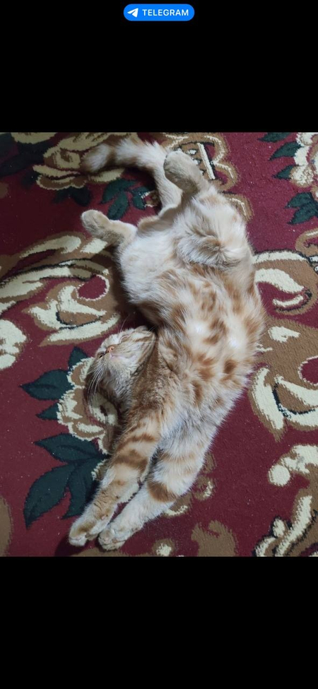 Шотландский вислоухий кот