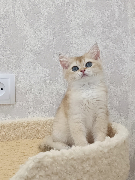 Британские Золотые Шиншилки