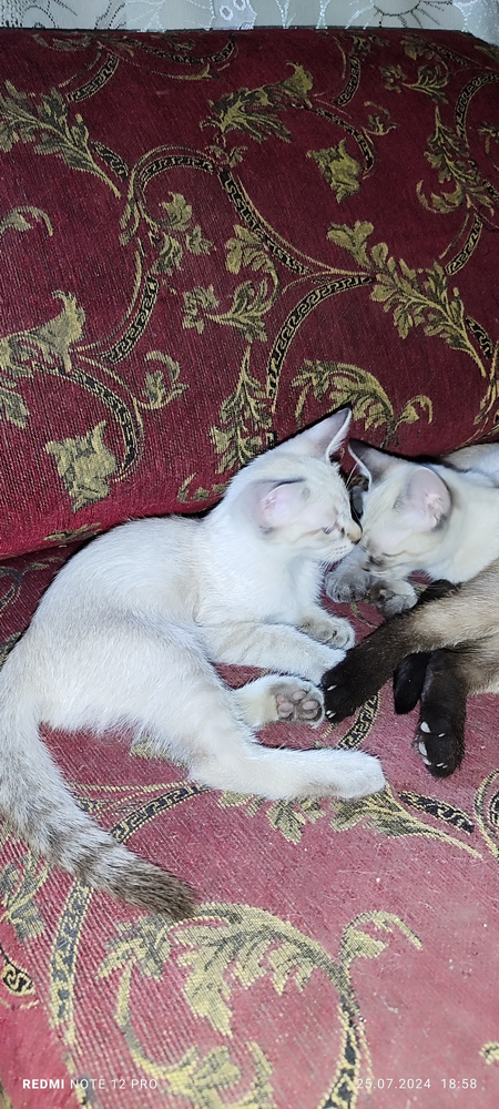 Сиамские Котята мама привезён из Дубая