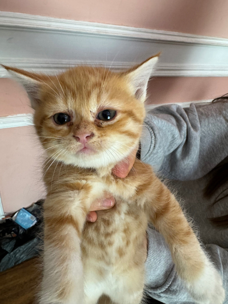 Кошка и котята скоттиш страйт 100$